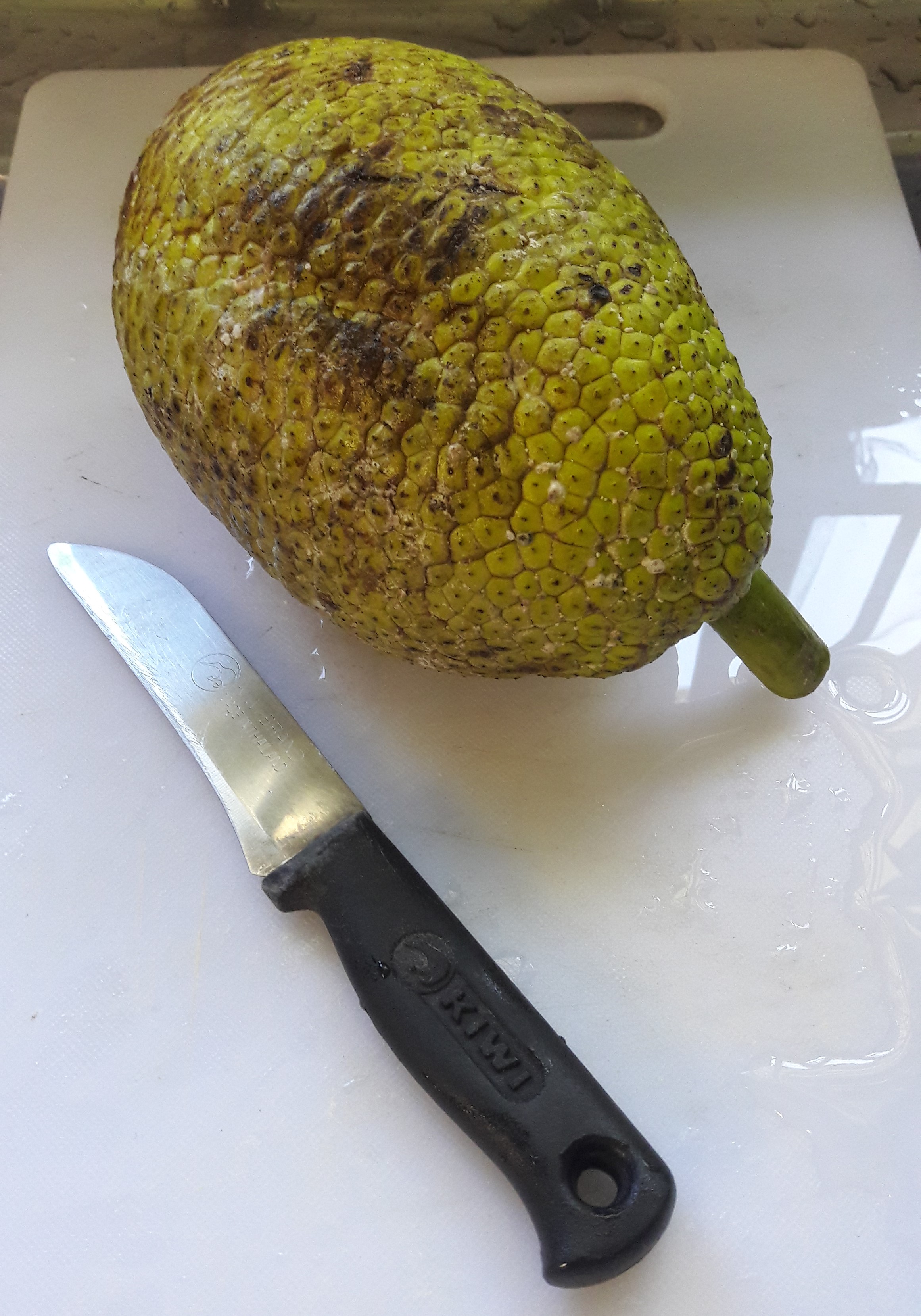 Breadfruit recipe – Food ideas